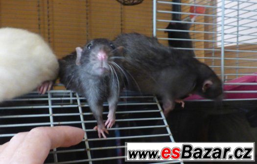 Potkan dumbo s PP, Kolín, sbazar, avízo, bazoš